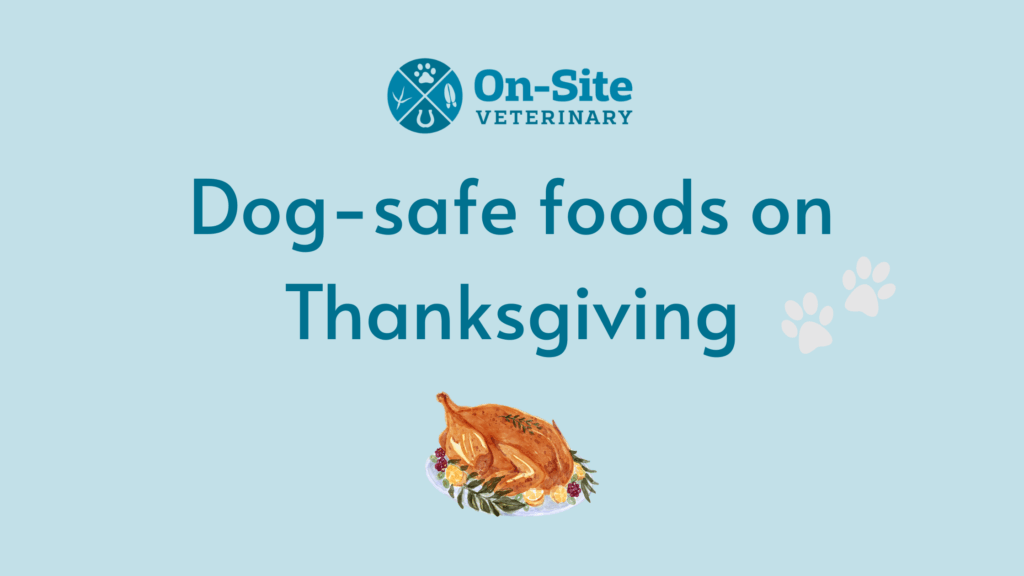 Dog-Safe Foods On Thanksgiving | On-Site Veterinary